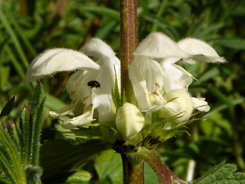 White deadnettle (Lamium album) - growing guides