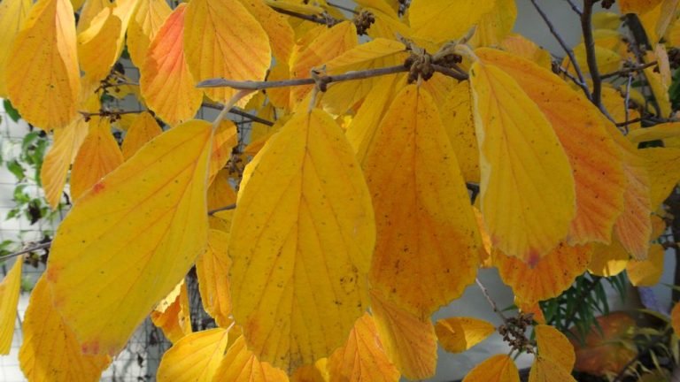Witch hazel 'Arnold Promise' (Hamamelis × intermedia 'Arnold Promise ...