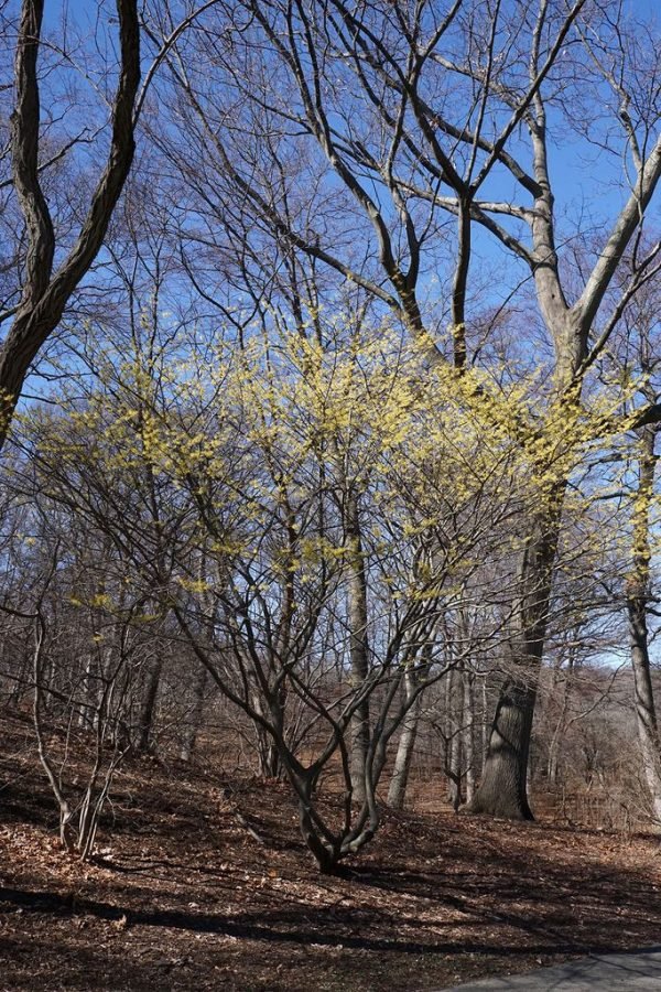 Witch hazel 'Arnold Promise' (Hamamelis × intermedia 'Arnold Promise ...