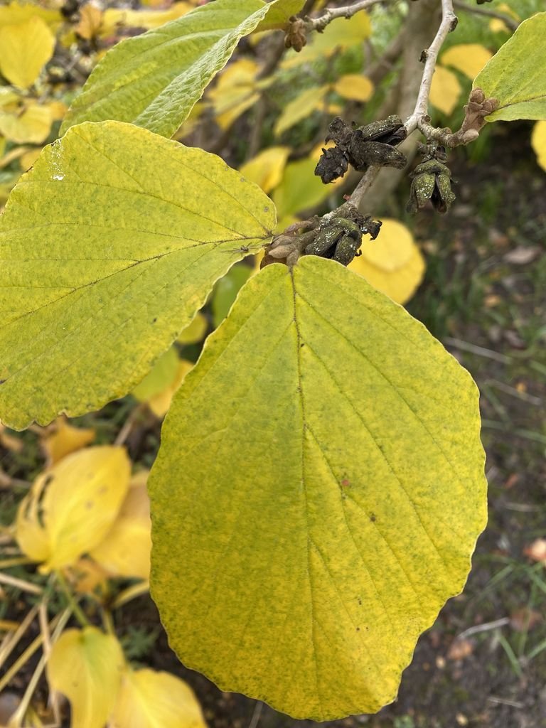 Witch hazel 'Feuerzauber' (Hamamelis × intermedia 'Feuerzauber ...
