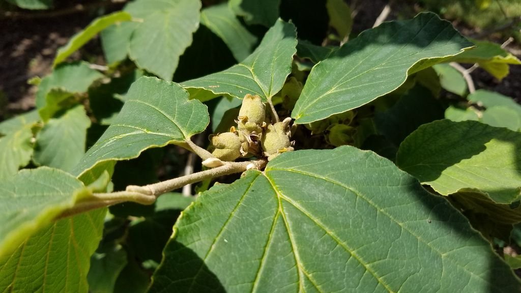 Witch hazel 'Pallida' (Hamamelis × intermedia 'Pallida') - growing guides