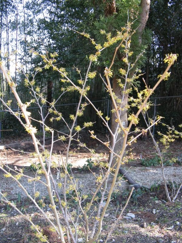 Witch hazel 'Pallida' (Hamamelis × intermedia 'Pallida') - growing guides