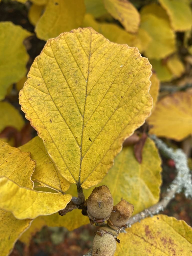 Witch hazel 'Primavera' (Hamamelis × intermedia 'Primavera') - growing ...