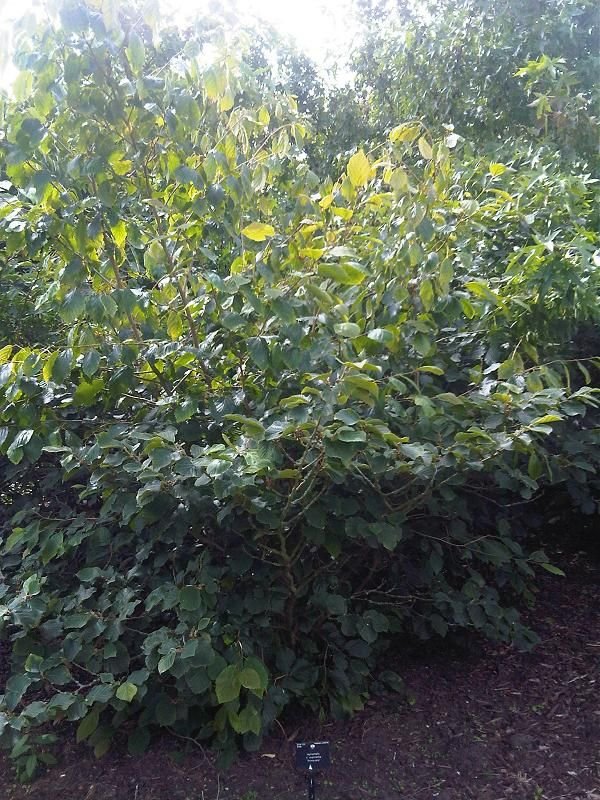 Witch hazel 'Primavera' (Hamamelis × intermedia 'Primavera') - growing ...