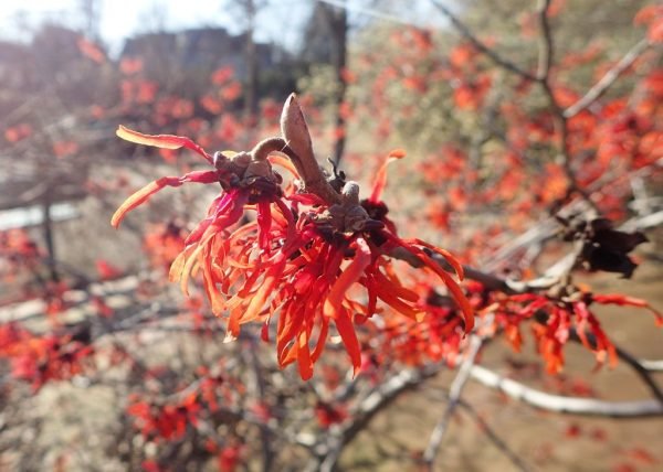 Witch hazel 'Ruby Glow' (Hamamelis × intermedia 'Ruby Glow') - growing ...
