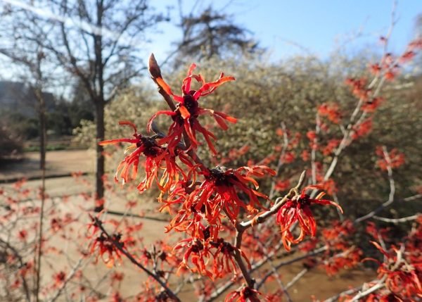 Witch hazel 'Ruby Glow' (Hamamelis × intermedia 'Ruby Glow') - growing guides
