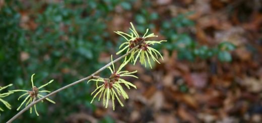 Witch hazel 'Ruby Glow' (Hamamelis × intermedia 'Ruby Glow') - growing ...