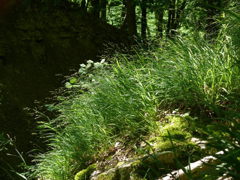 Wood melic (Melica uniflora) - growing guides