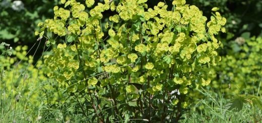 Mrs Robb's bonnet (Euphorbia amygdaloides var. robbiae) - growing guides