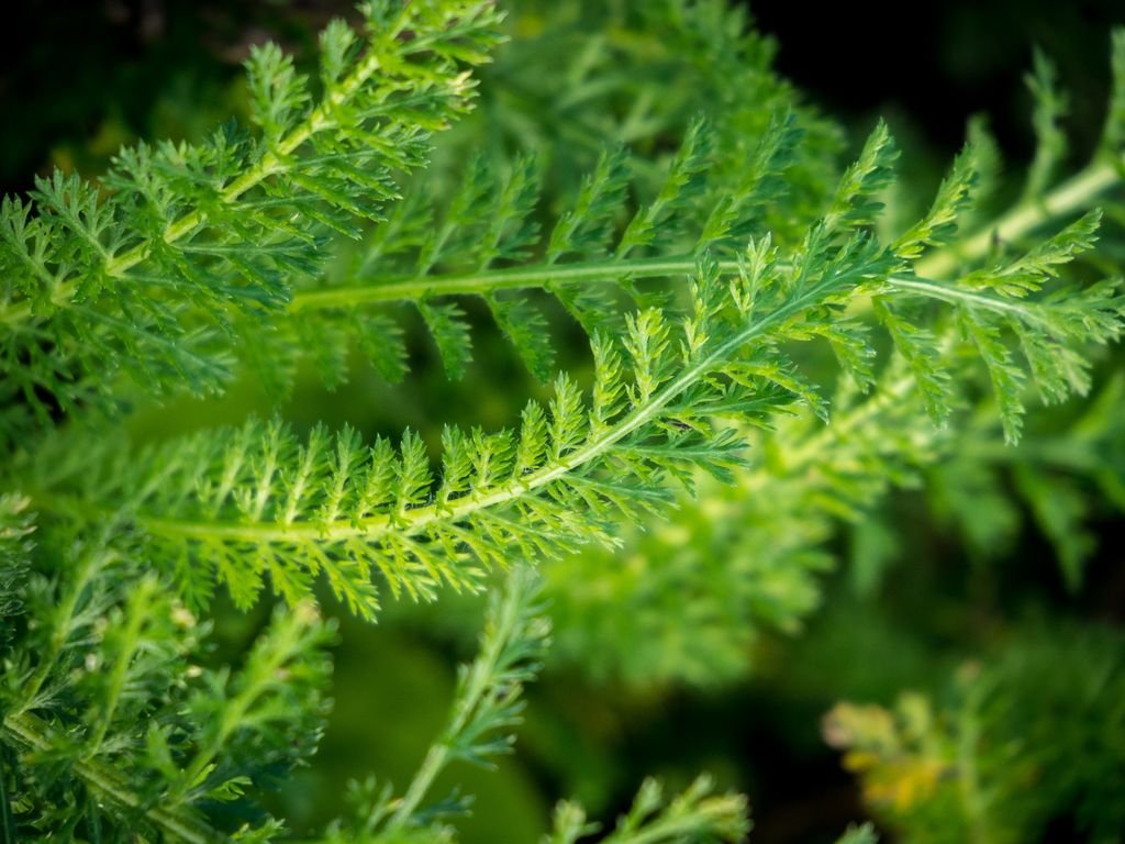 Yarrow 'Cerise Queen' (Achillea millefolium 'Cerise Queen') - growing ...