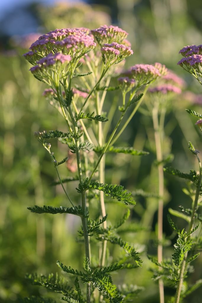 Yarrow 'Cerise Queen' (Achillea millefolium 'Cerise Queen') - growing ...