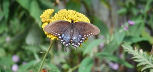 Yarrow 'Gold Plate' (Achillea filipendulina 'Gold Plate') - growing guides