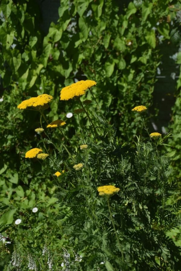 Yarrow 'Coronation Gold' (Achillea 'Coronation Gold') - growing guides