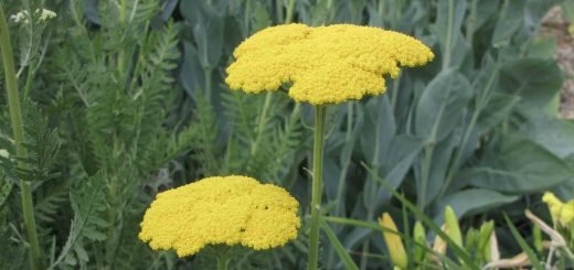Yarrow 'Cloth of Gold' (Achillea filipendulina 'Cloth of Gold ...