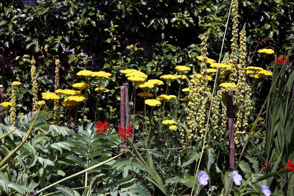 Yarrow 'Gold Plate' (Achillea filipendulina 'Gold Plate') - growing guides