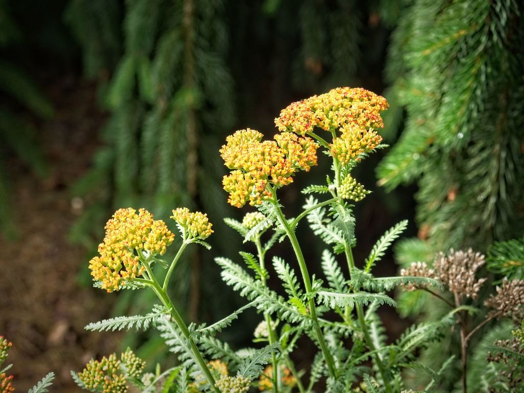 Yarrow 'Walther Funcke' (Achillea 'Walther Funcke') - growing guides