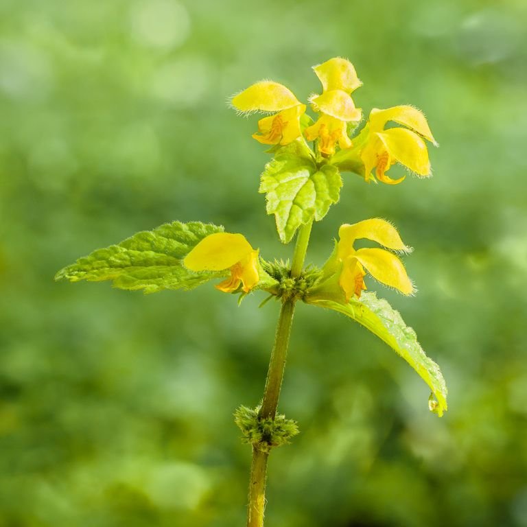 Yellow archangel (Lamium galeobdolon) - growing guides