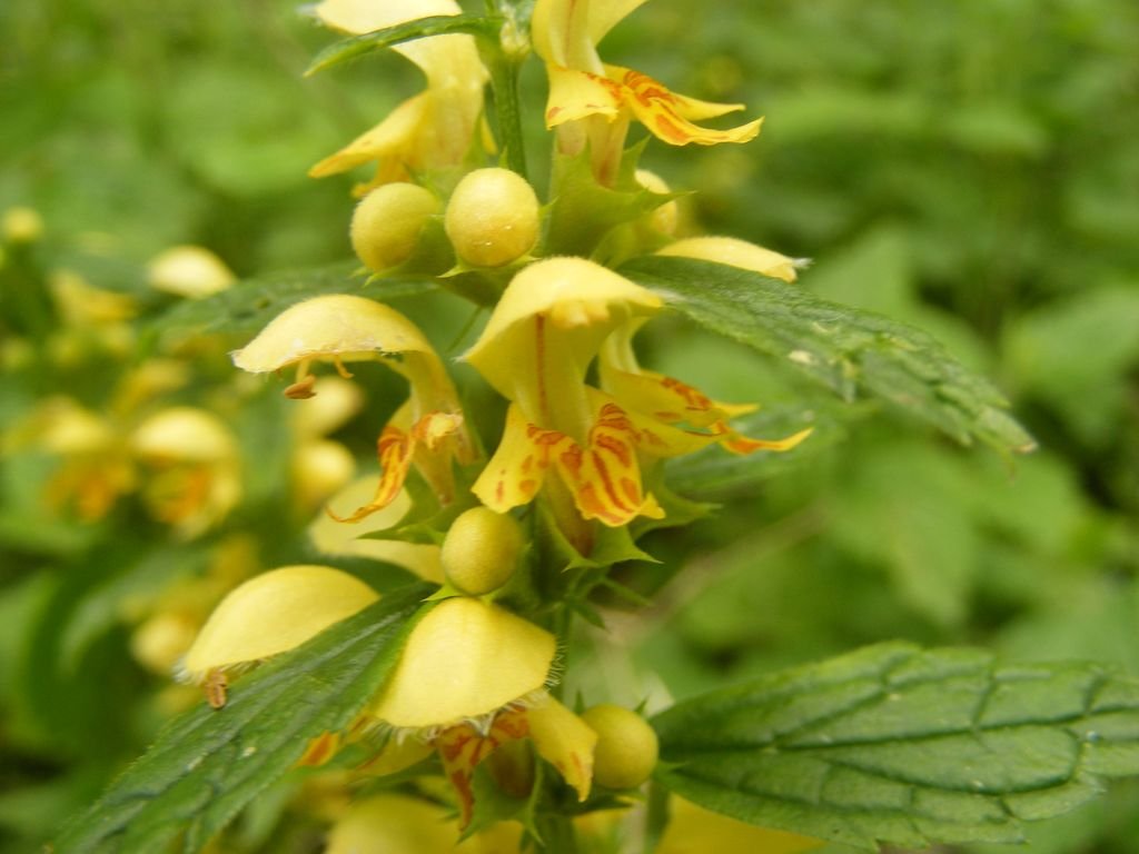 Yellow archangel (Lamium galeobdolon) - growing guides