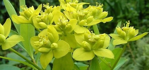 Marsh spurge (Euphorbia palustris) - growing guides