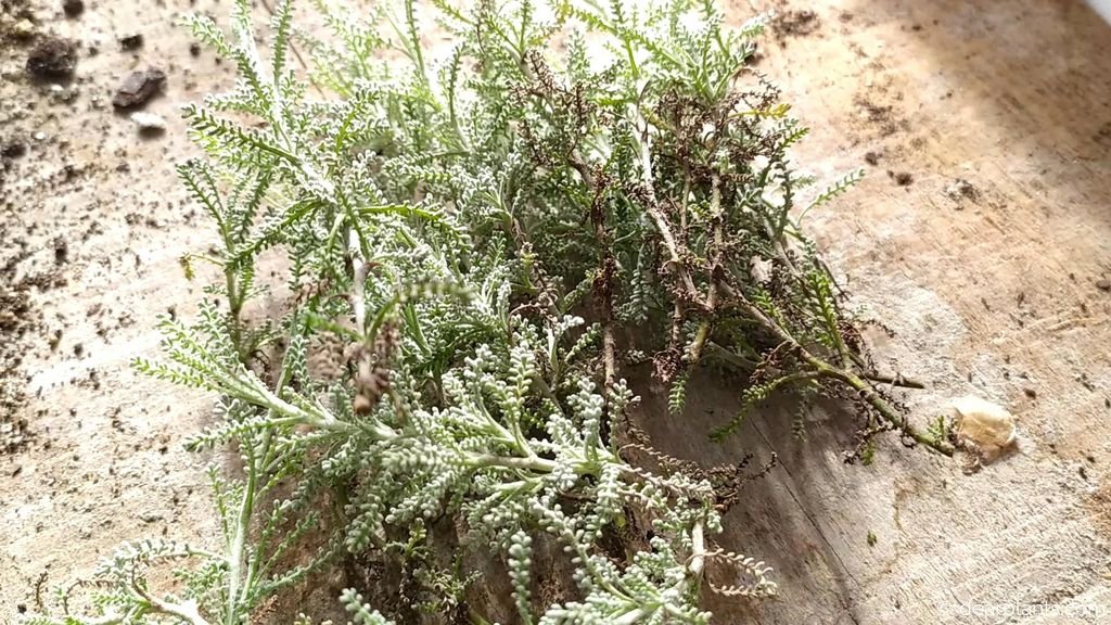 How to propagate santolina by cuttings - Dear Plants