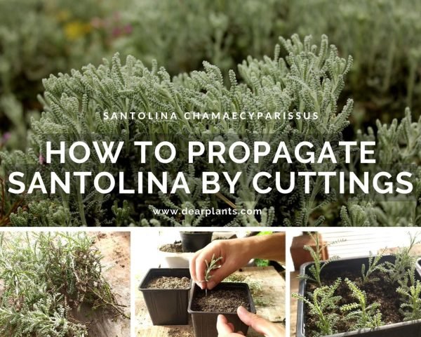How to propagate santolina by cuttings - Dear Plants