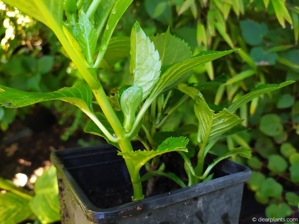 Propagation of hydrangeas by cuttings [100% success]
