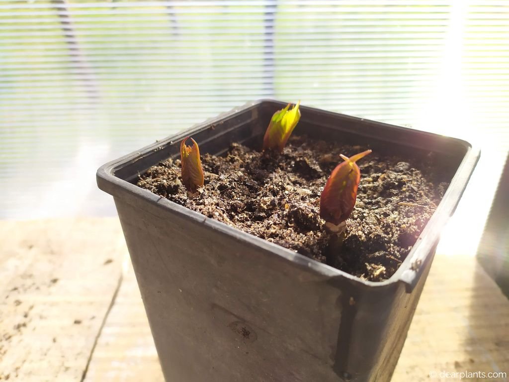 Propagation of hydrangeas by cuttings [100% success]