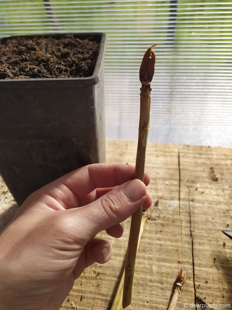 Propagation of hydrangeas by cuttings [100% success]