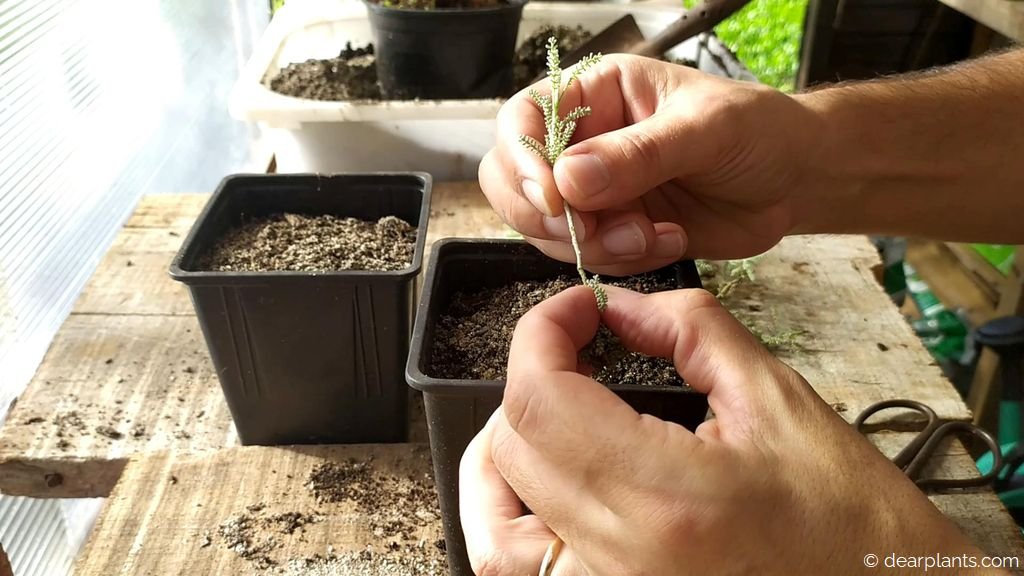 How to propagate santolina by cuttings - Dear Plants