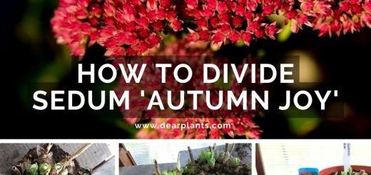 Division - Dear Plants