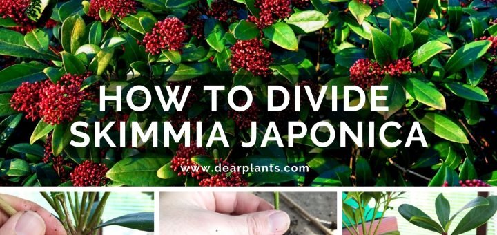 Division - Dear Plants