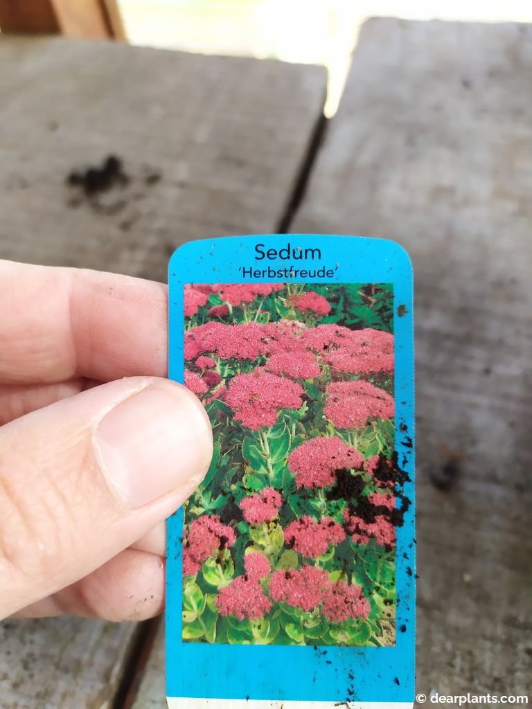 How to divide Sedum 'Autumn Joy' ('Herbstfreude') - Dear Plants