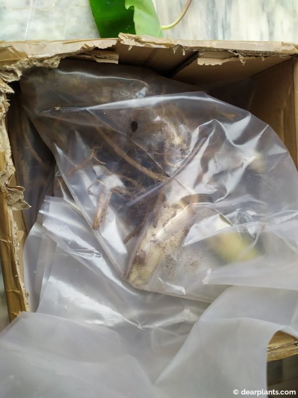 How to plant indian shot rhizomes (Canna indica) - Dear Plants