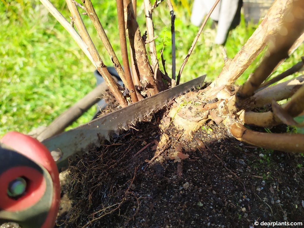 How to divide Ninebark (Physocarpus opulifolius) - Dear Plants