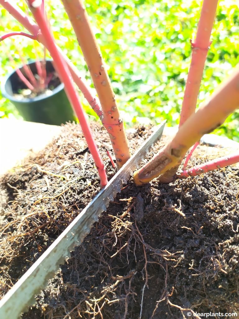 How to divide dogwood shrubs (Cornus) - Dear Plants