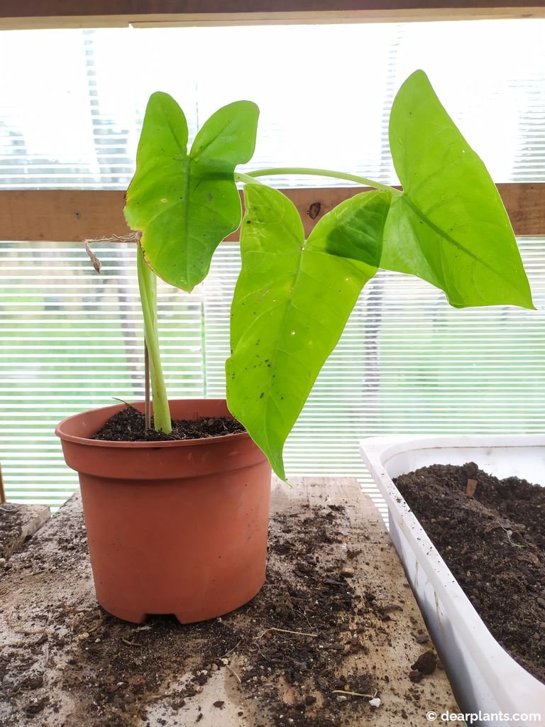 How to plant Xanthosoma aurea rhizome divisions - Dear Plants