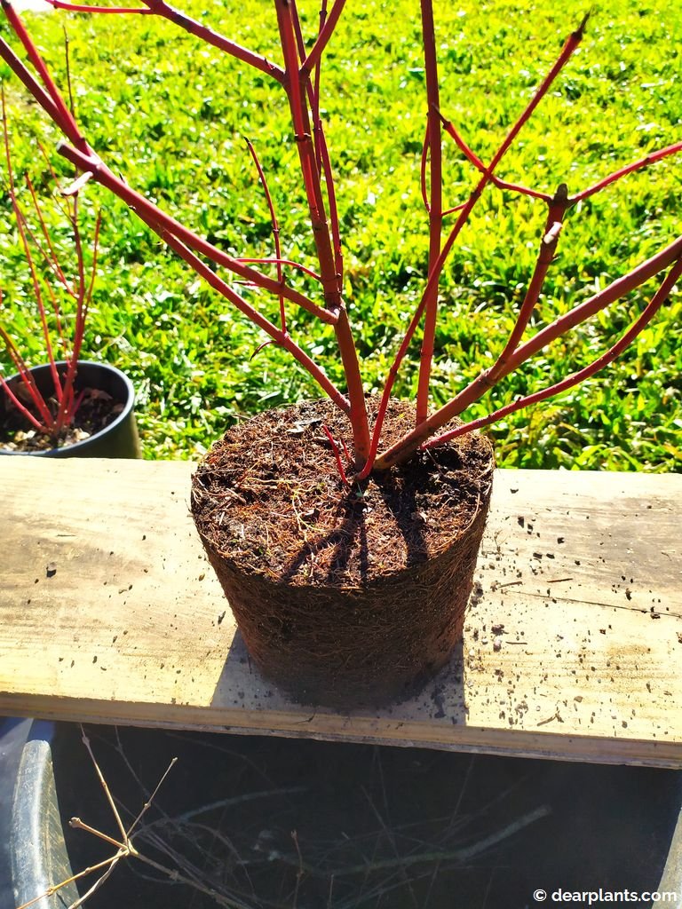 How to divide dogwood shrubs (Cornus) - Dear Plants