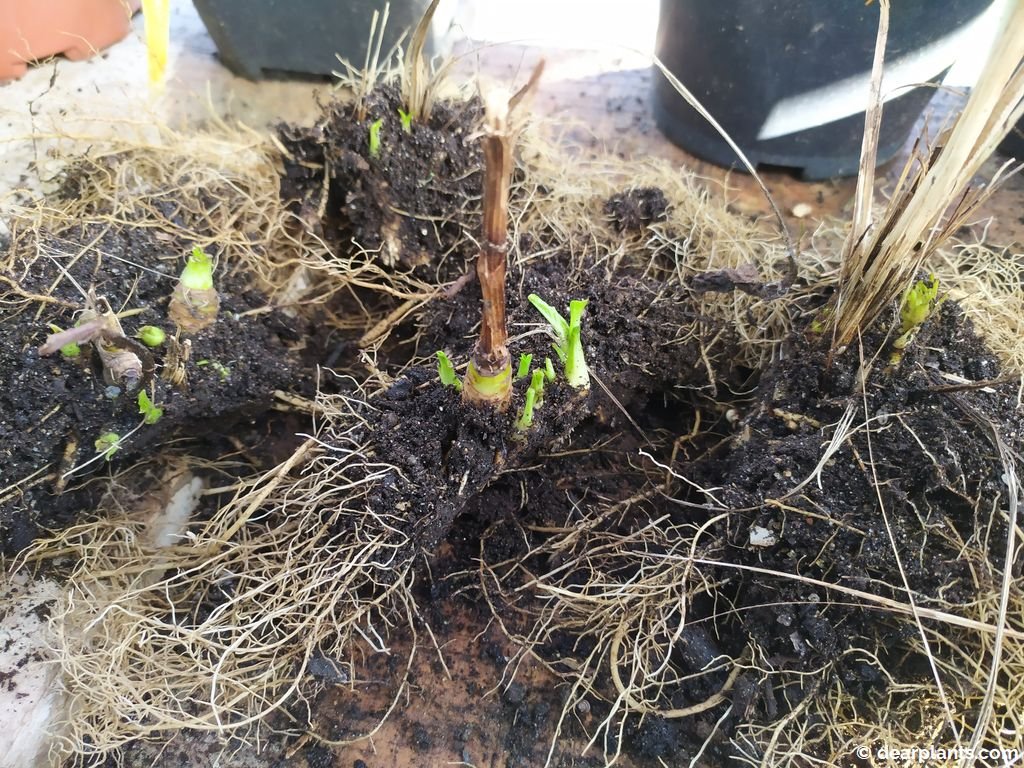 How to divide coneflower (Echinacea purpurea) - Dear Plants