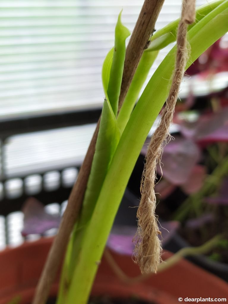 How to plant Xanthosoma aurea rhizome divisions - Page 2 of 2 - Dear Plants