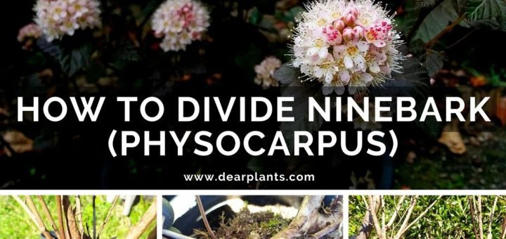 How to - Dear Plants