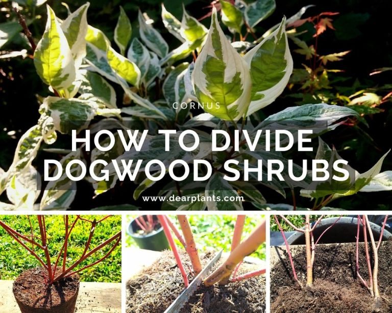 How to divide dogwood shrubs (Cornus) - Dear Plants