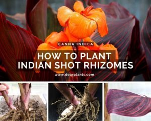 How to plant indian shot rhizomes (Canna indica) - Dear Plants