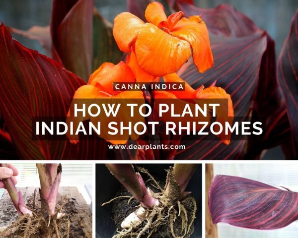 How to plant indian shot rhizomes (Canna indica) - Dear Plants