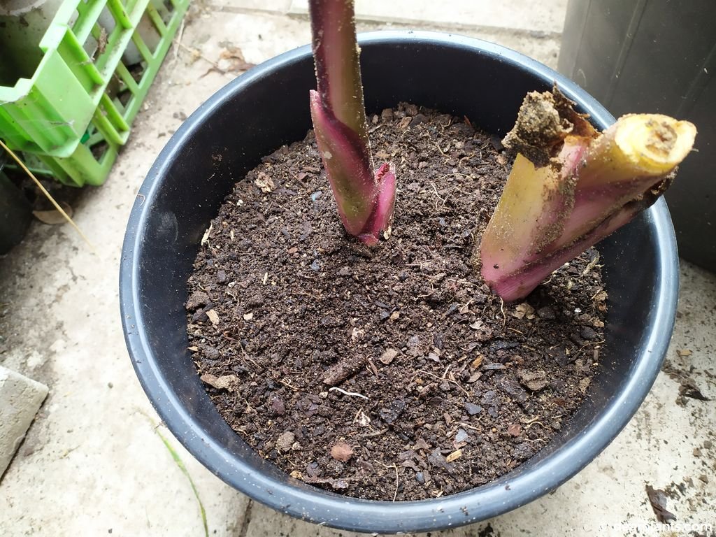 How to plant indian shot rhizomes (Canna indica) - Dear Plants