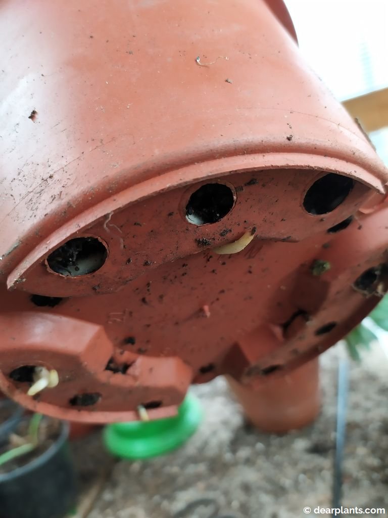 How to plant Taro rhizomes (Colocasia esculenta) - Page 2 of 2 - Dear Plants