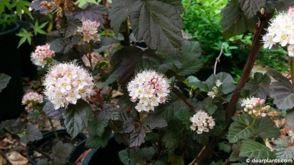 How to divide Ninebark (Physocarpus opulifolius) - Dear Plants