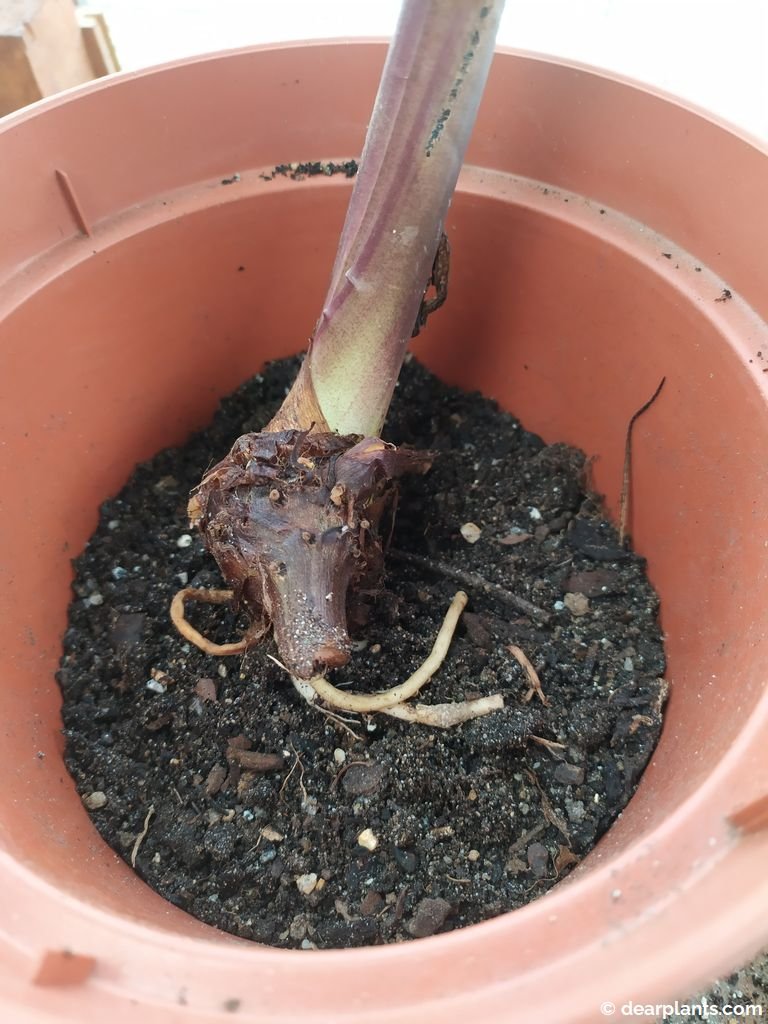 How to plant Taro rhizomes (Colocasia esculenta) - Dear Plants
