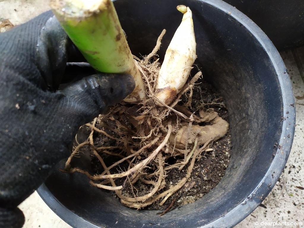How to plant indian shot rhizomes (Canna indica) - Dear Plants