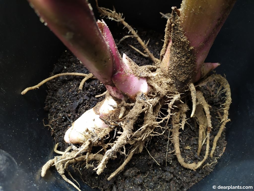 How to plant indian shot rhizomes (Canna indica) - Dear Plants
