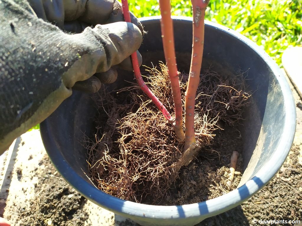 How to divide dogwood shrubs (Cornus) - Dear Plants